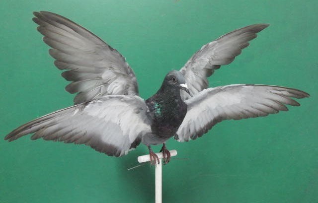 SIDESHOW FREAKS, GAFFS – Natural Taxidermy Birds
