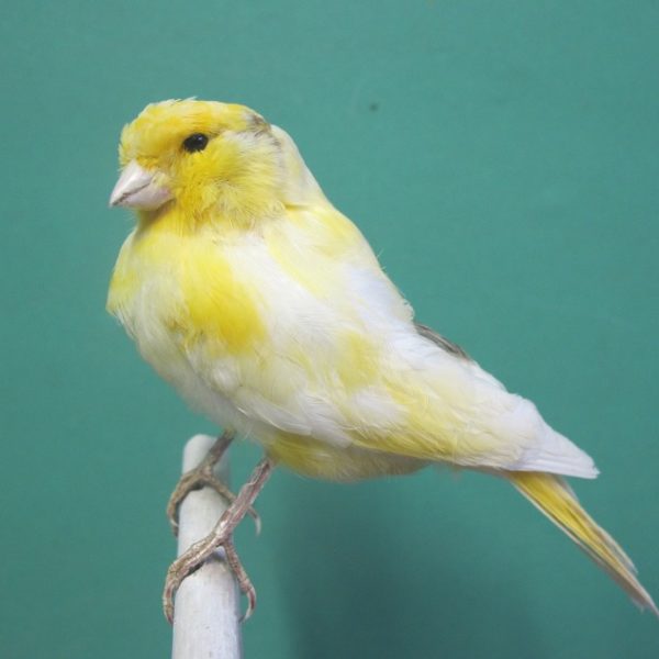 AVIARY – Natural Taxidermy Birds