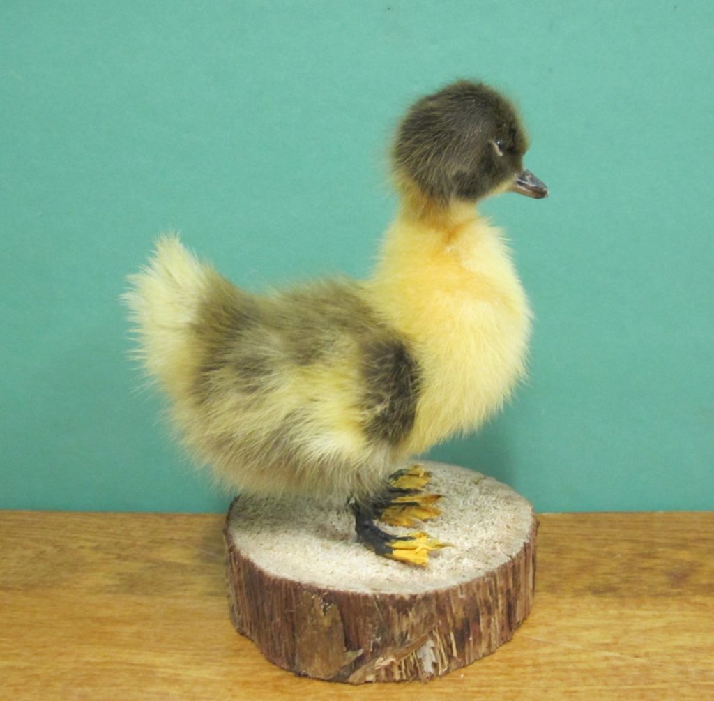 3 Legs Fluffy Black Yellow Duckling Bird Taxidermy Sideshow Gaff ...